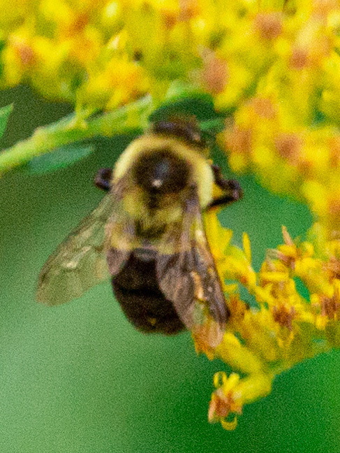 Common Eastern Bumble Bee from Montrose Ct, Hattiesburg, MS, US on ...