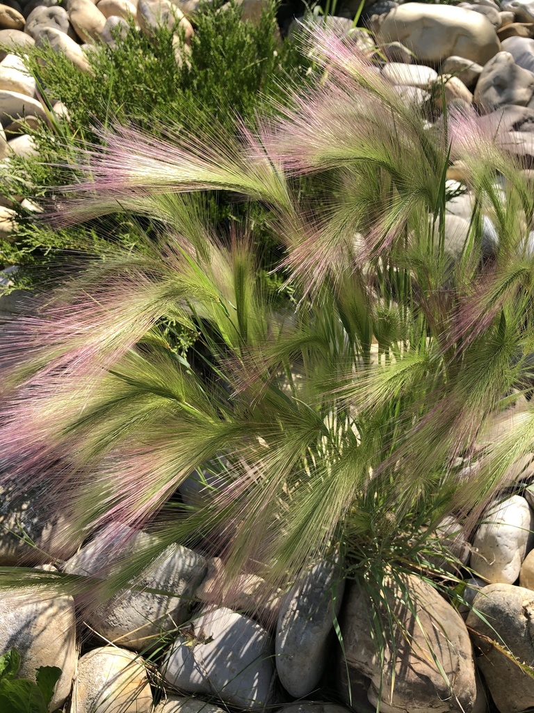 wall barley (FONR Grassland restoration monitoring guide) · iNaturalist