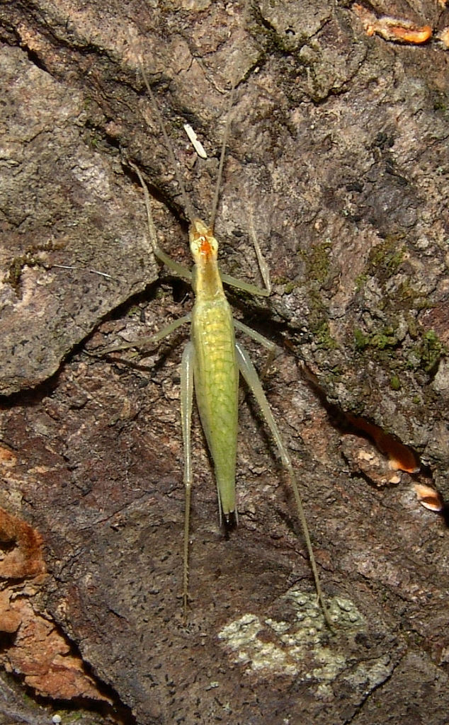 Common Tree Crickets from United States, Arkansas, Poinsett County ...