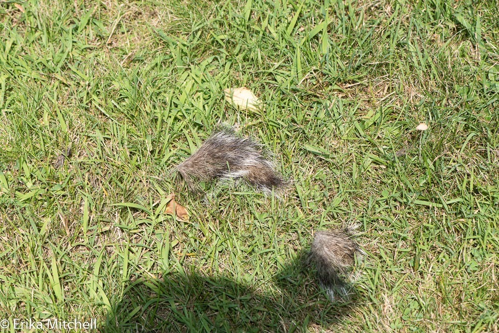 Eastern Gray Squirrel from Washington, Vermont, United States on August ...