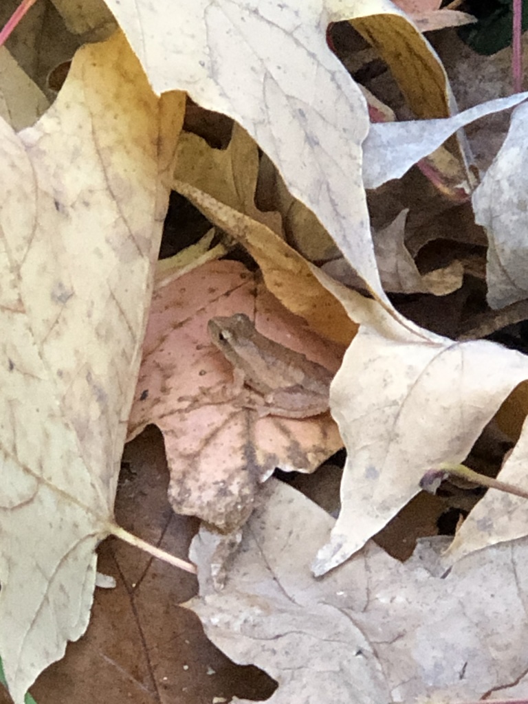 Spring Peeper from Probst Rd, Ladysmith, WI, US on October 04, 2020 at ...