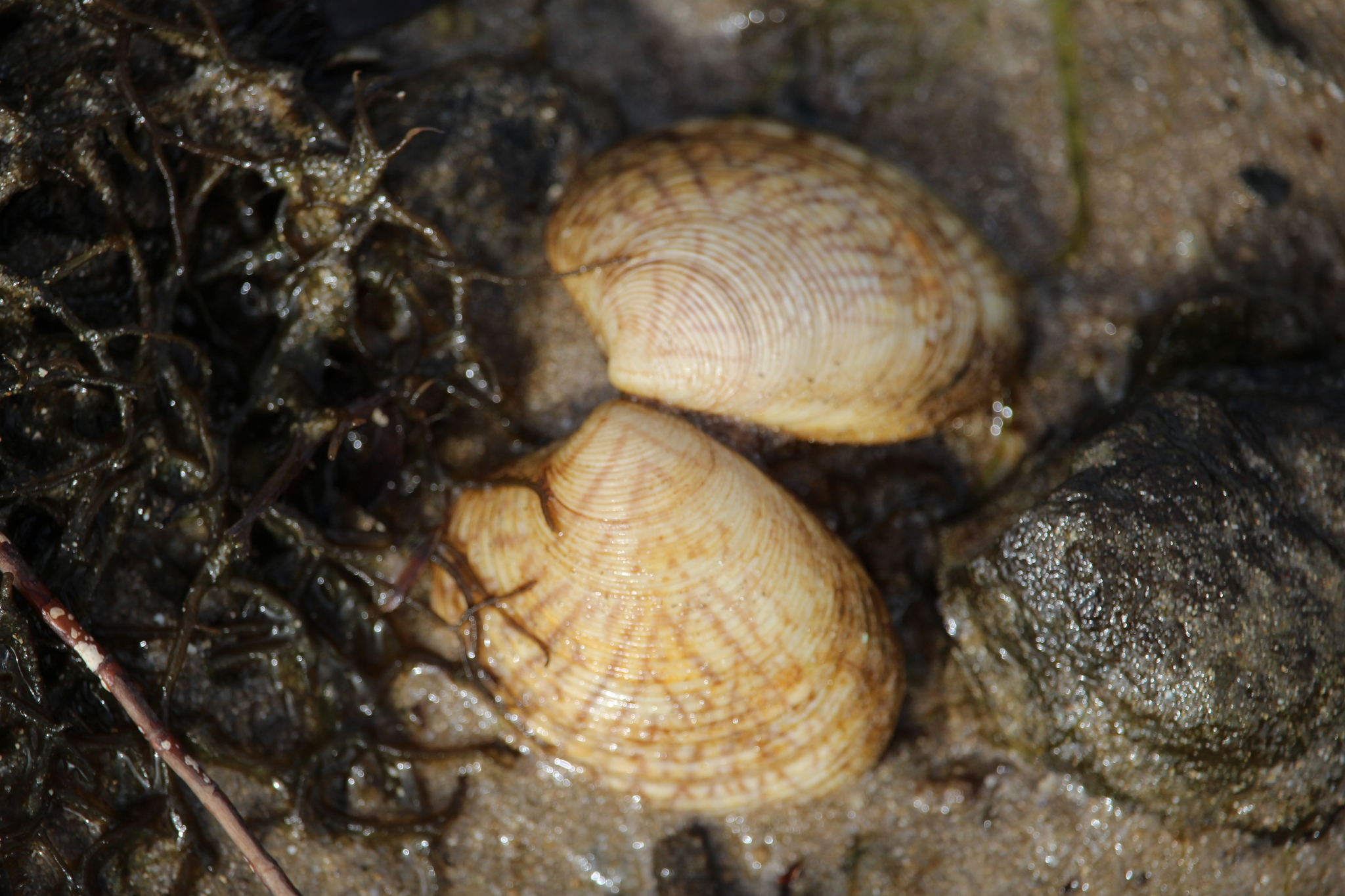 Sand Cockle (Katelysia scalarina) - Tomahawk, Tasmania