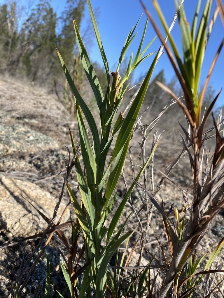 nodding blue lily from Ballandean QLD 4382, Australia on October 4 ...