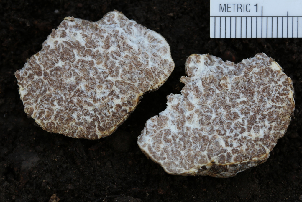 Tuber californicum from Santa Barbara County, CA, USA on April 13, 2016 ...