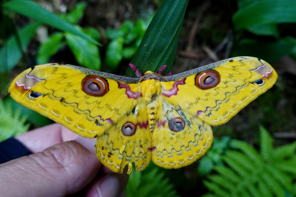 Golden Emperor Moths from Yuen Long, HK on October 4, 2020 at 10:16 AM ...