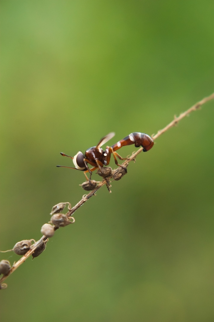 Physocephala vittata from 47822 Santarcangelo di Romagna RN, Italia on ...