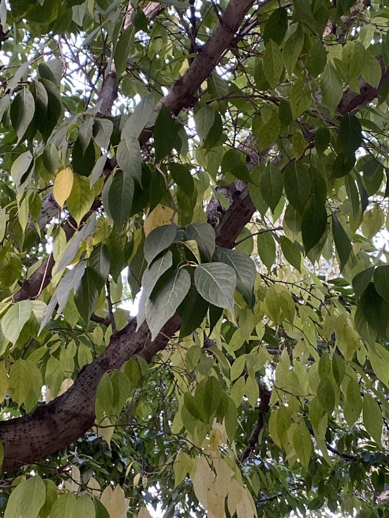 Gutta-percha Tree in October 2020 by Zhihan Xing · iNaturalist