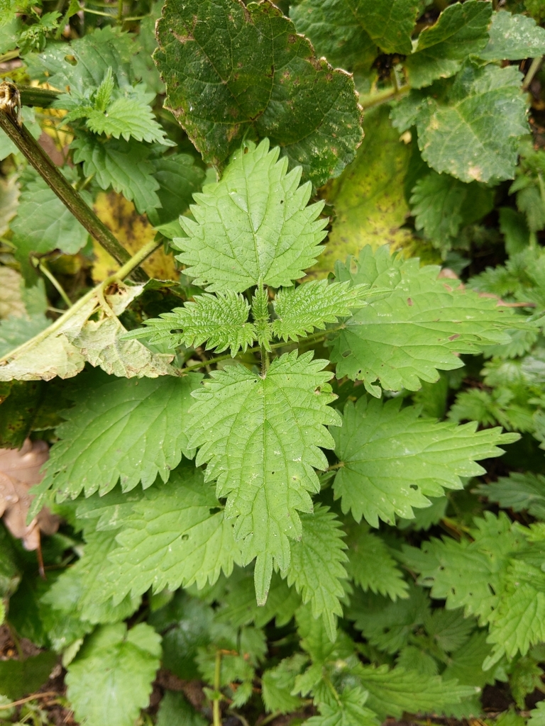 great stinging nettle from Delamere, Northwich CW8 2JD, UK on October 7 ...