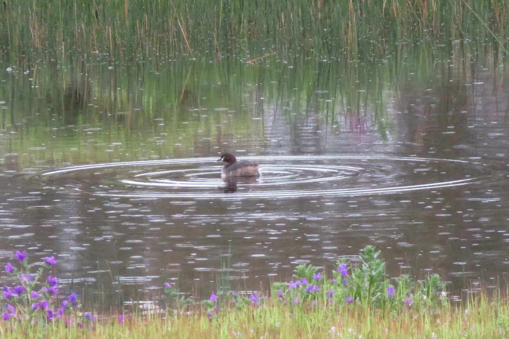 Australasian Grebe from Hume, Monaro Hwy, ponds near Solar Farm, ACT ...