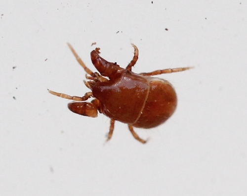 (Veigaiidae)
