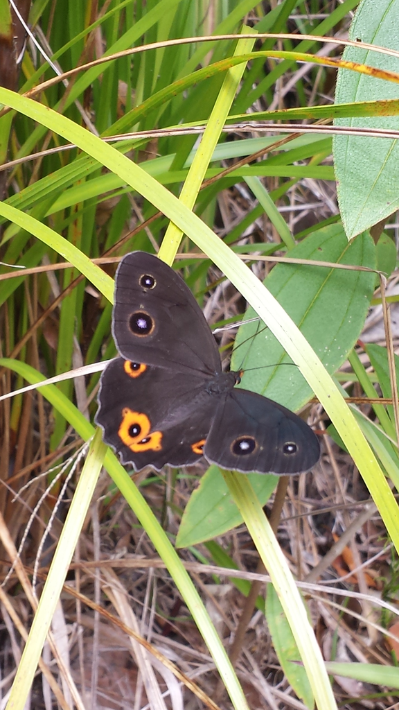 Tisiphone abeona rawnsleyi from Tewantin QLD 4565, Australia on October ...