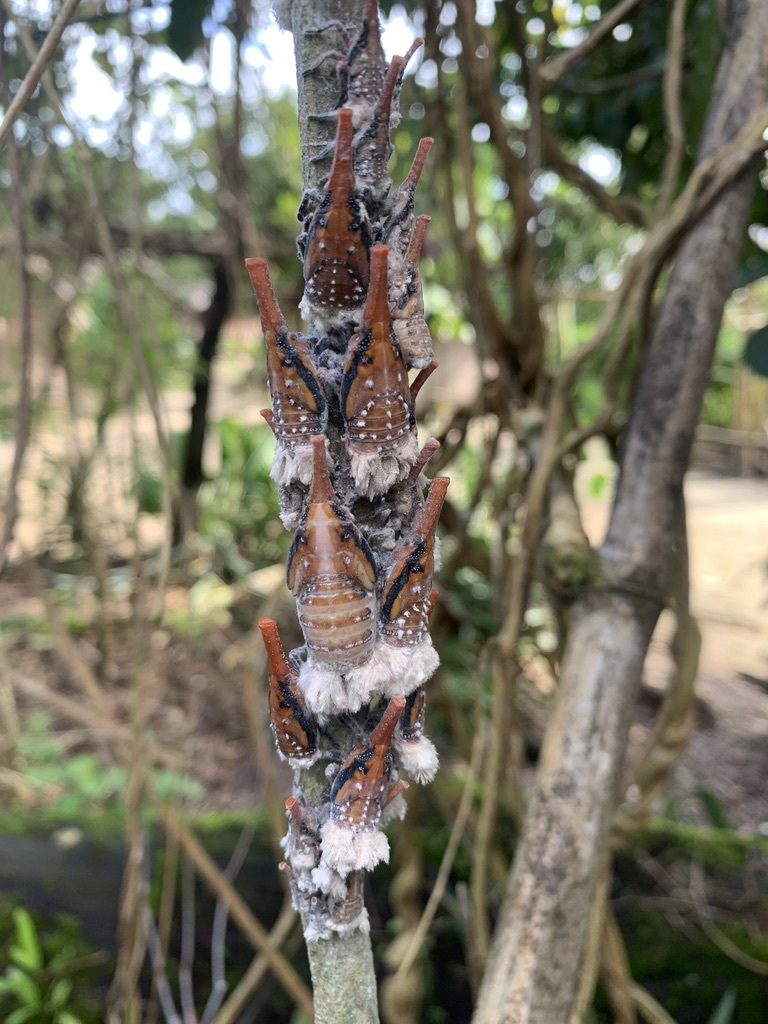 Need help identifying the coolest bug ever. : r/bugidentification