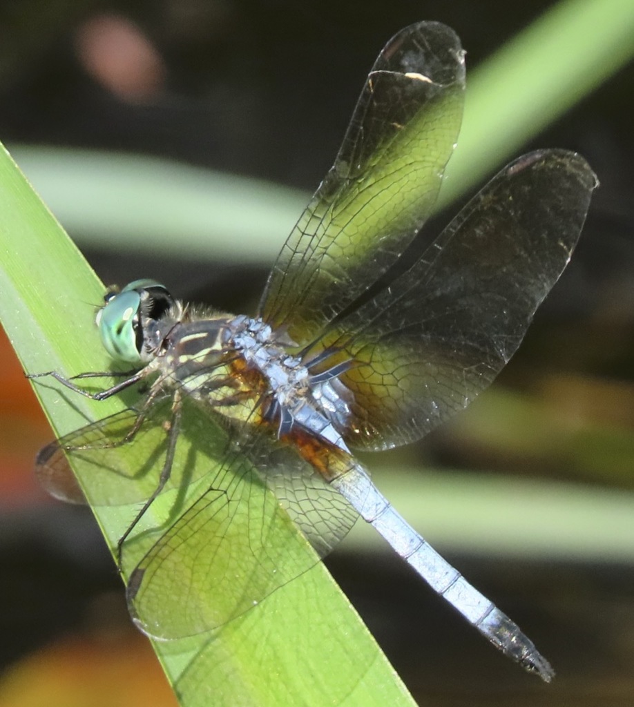 Blue Dasher in October 2020 by mothlady41. male · iNaturalist