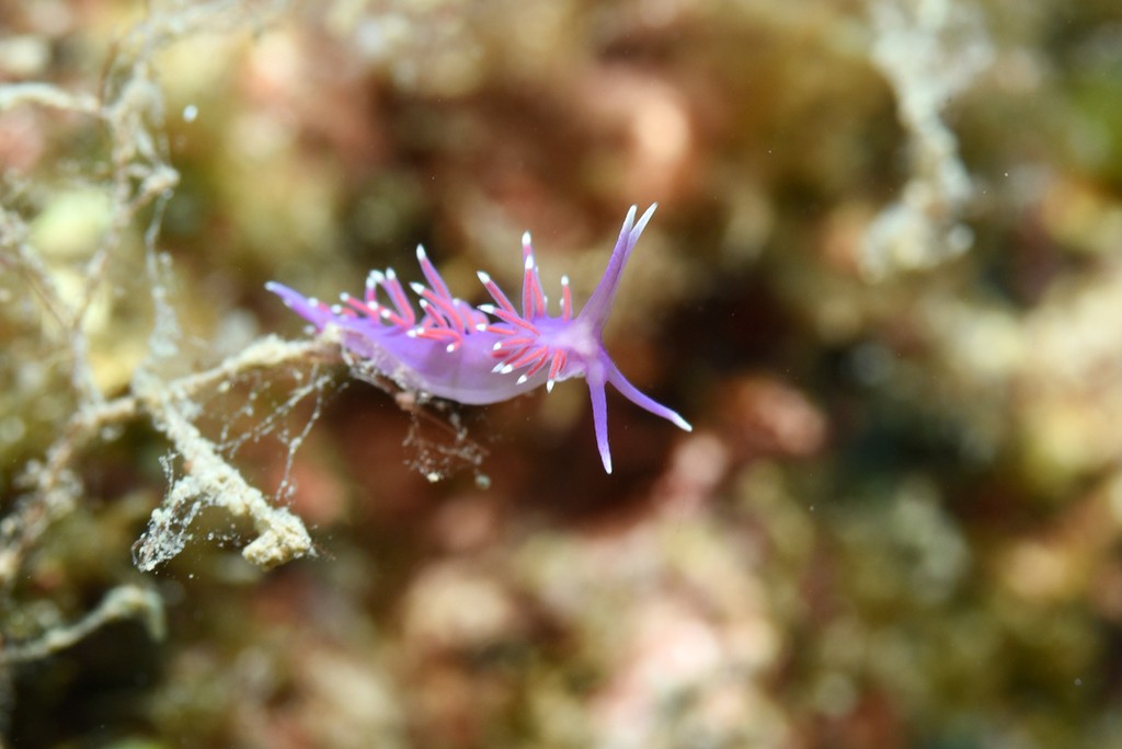 Pink Coryphella from Drenje, Raša, Kroatien on October 11, 2019 at 11: ...