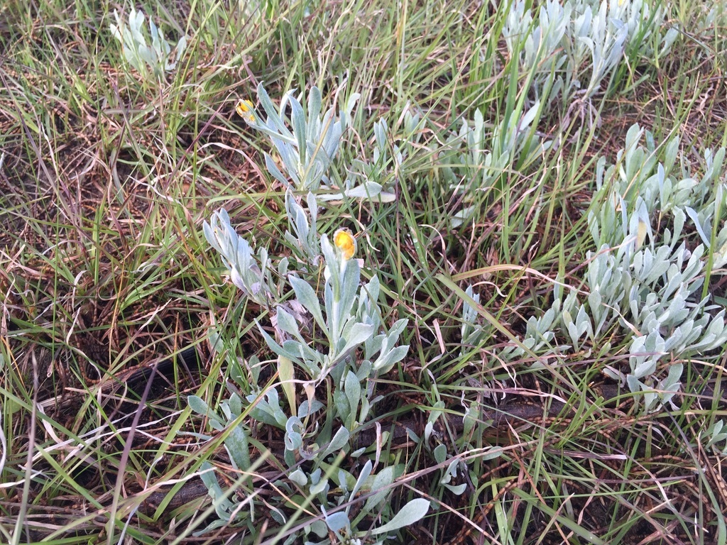 Common Everlasting from Illabarook Rail Reserve on September 25, 2020 ...