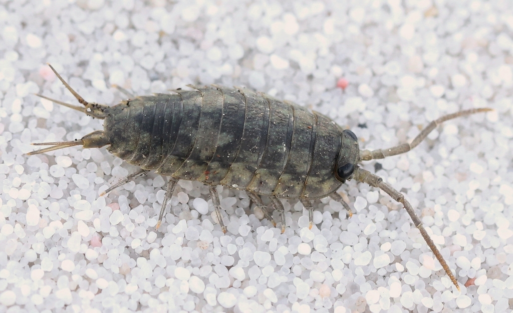 Common Sea Slater from Gravelines, France on January 30, 2018 at 02:14 ...