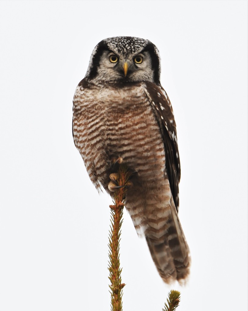 Northern Hawk Owl in April 2020 by François Dubois · iNaturalist