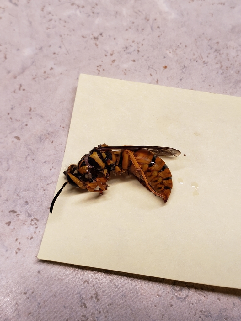 Southern Yellowjacket in October 2020 by Tonya Yoder. This large yellow ...