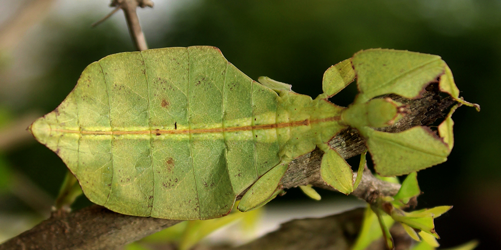 Cryptophyllium tibetense from Digboi, Assam 786171, India on April 7 ...