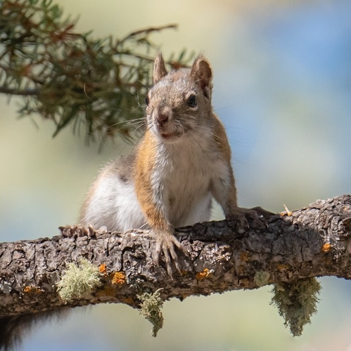 Southwestern Red Squirrel (Wildlife of El Paso County and Pikes Peak ...