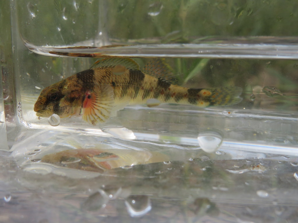 Meramec Saddled Darter from Jefferson County, MO, USA on October 2 ...