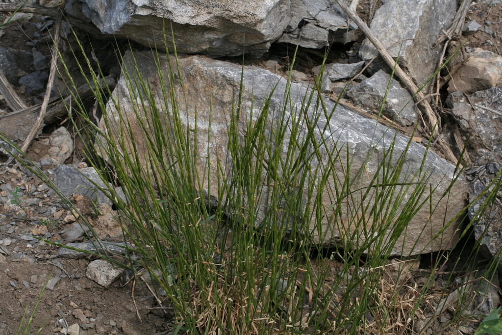 jointed goat grass from Regional Municipality of Niagara, ON, Canada on ...