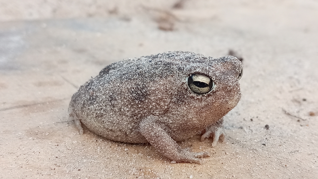 Namaqua Rain Frog from Cape Farms, Cape Town, South Africa on October 7 ...