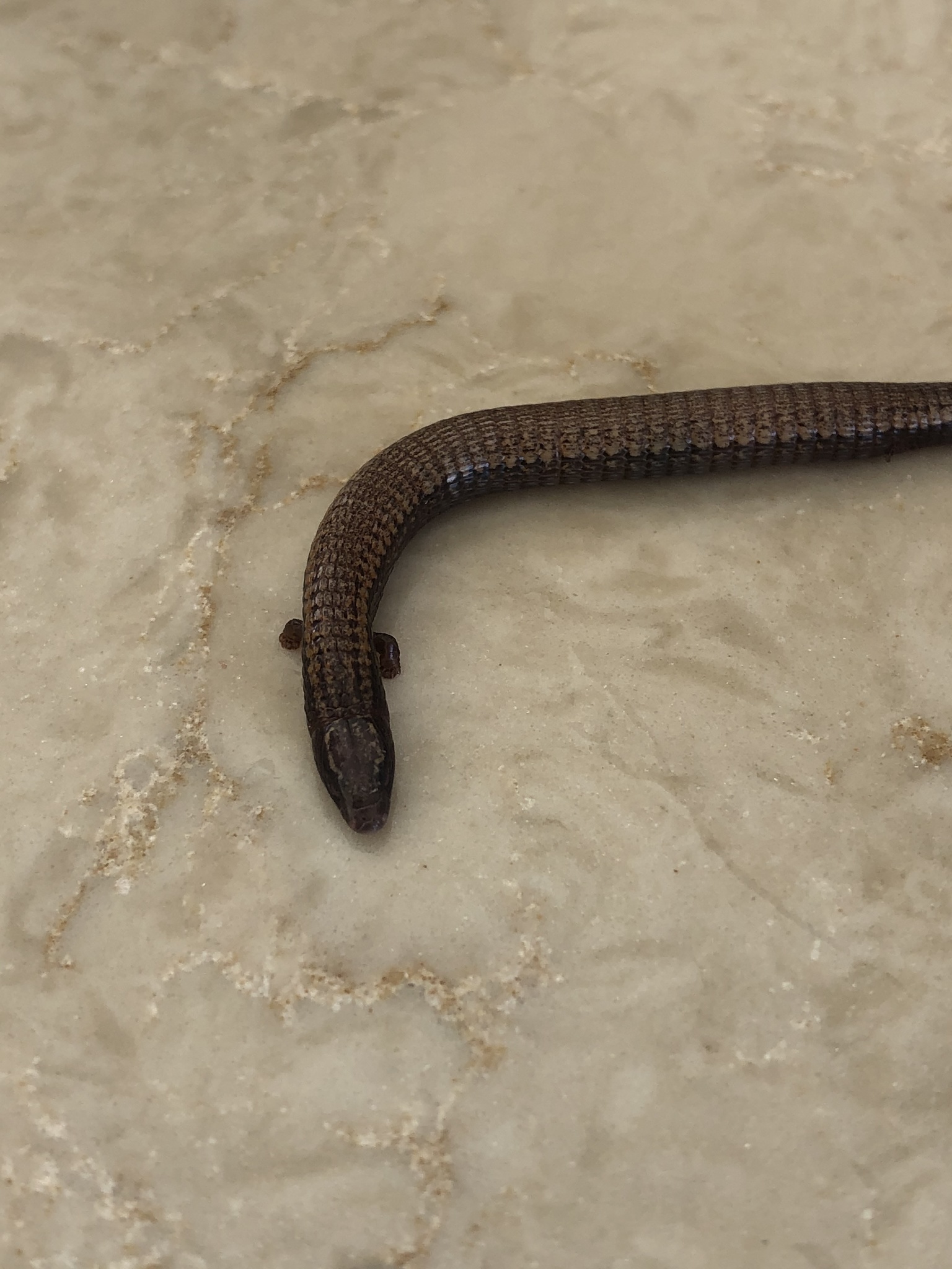 Bachia bicolor (Cope, 1896)