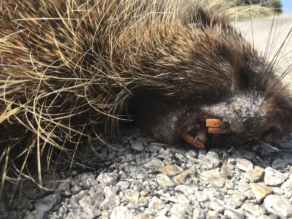 North American Porcupine from Blanco, TX, US on October 6, 2020 at 01: ...