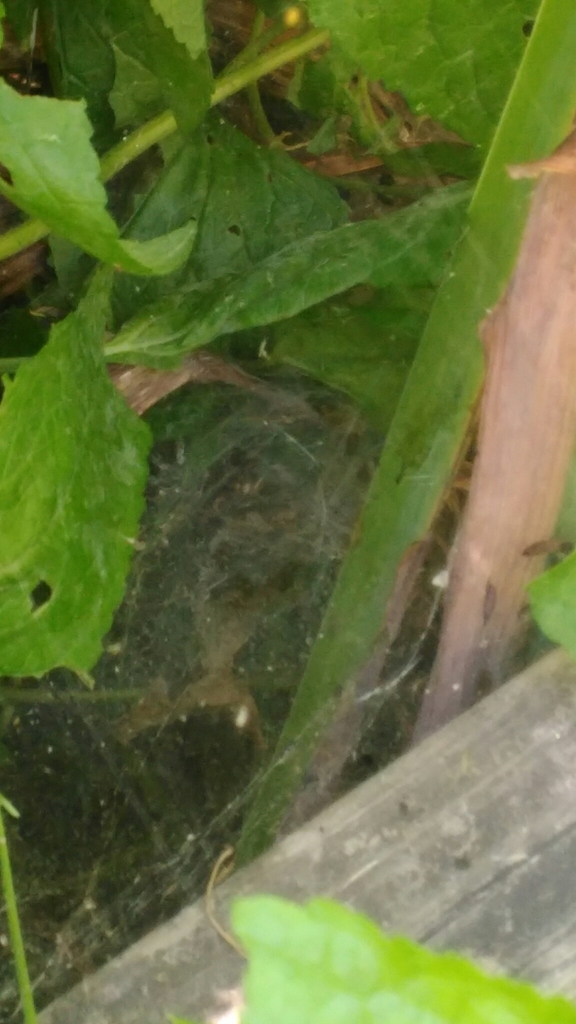 Funnel Weavers from 1023 S Jackson Ave, Joplin, MO 64801, USA on August ...