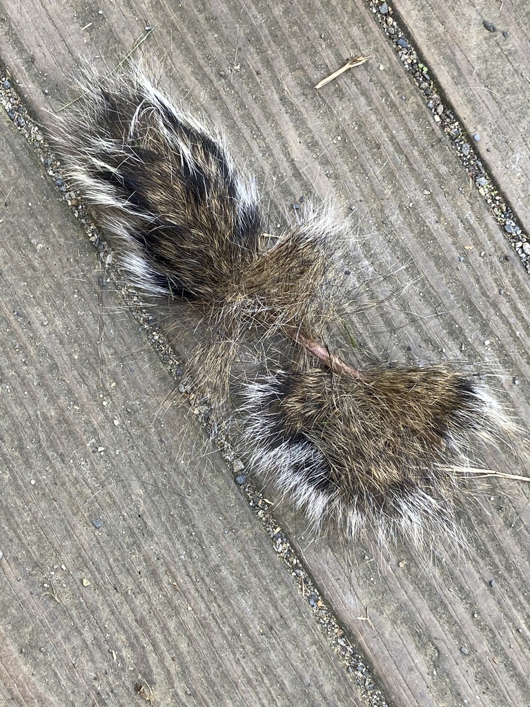 Eastern Gray Squirrel from Little Mohawk Rd, Shelburne Falls, MA, US on ...