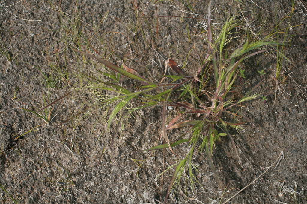 Philadelphia panic grass from Norfolk County, ON, Canada on September 8 ...
