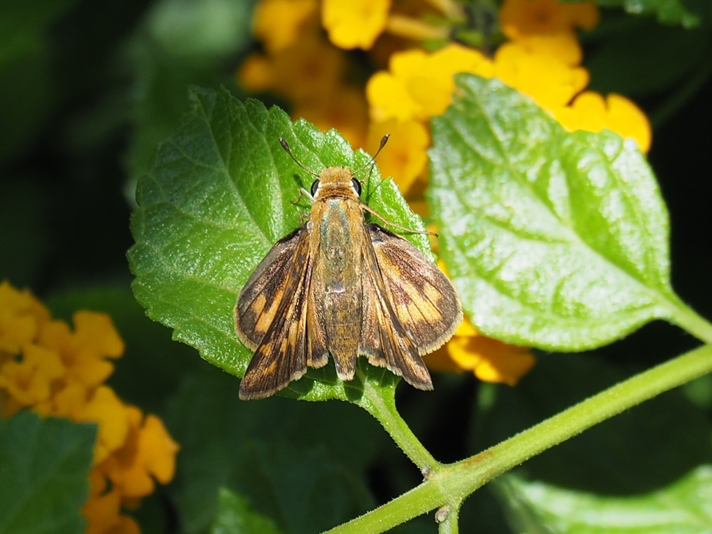Fiery Skipper in August 2017 by Kimberlie Sasan. Counted 5 skippers ...