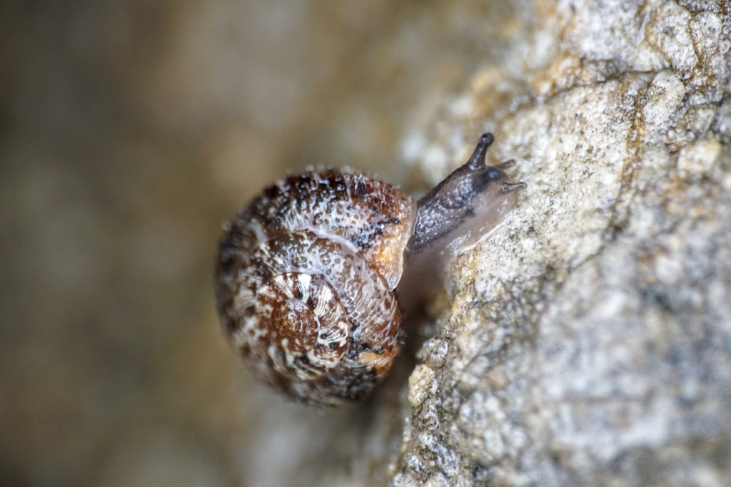 Microxeromagna lowei (Madeira Snails) · iNaturalist