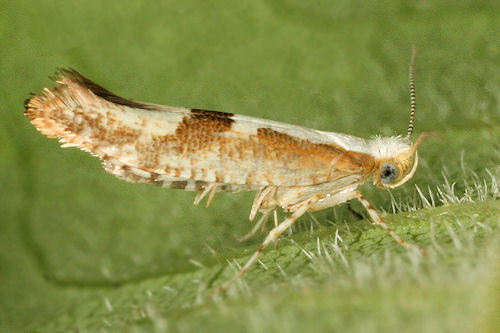 Cherry Fruit Moth (London’s Animals) · iNaturalist