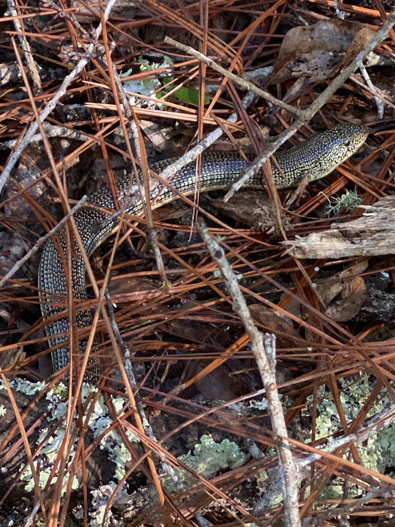 Eastern Glass Lizard from Rural West Ashley, Hollywood, SC, US on ...