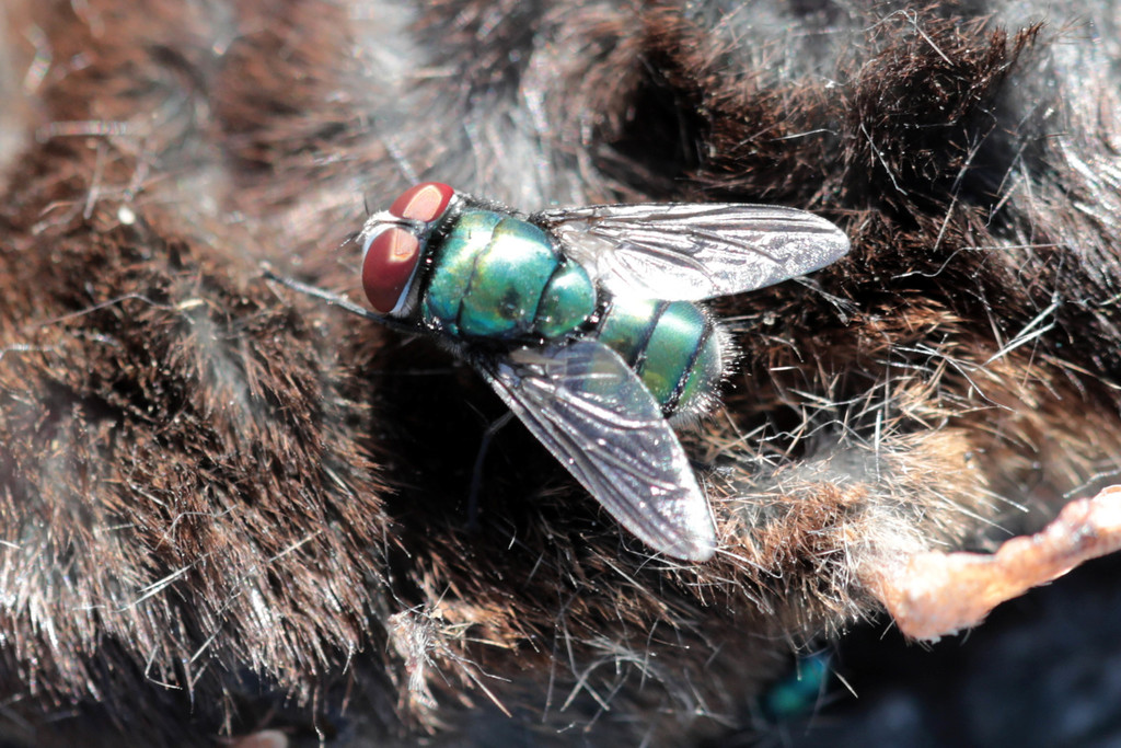 Banded Blowfly from Nordsachsen, Sachsen, Germany on September 28, 2020 ...
