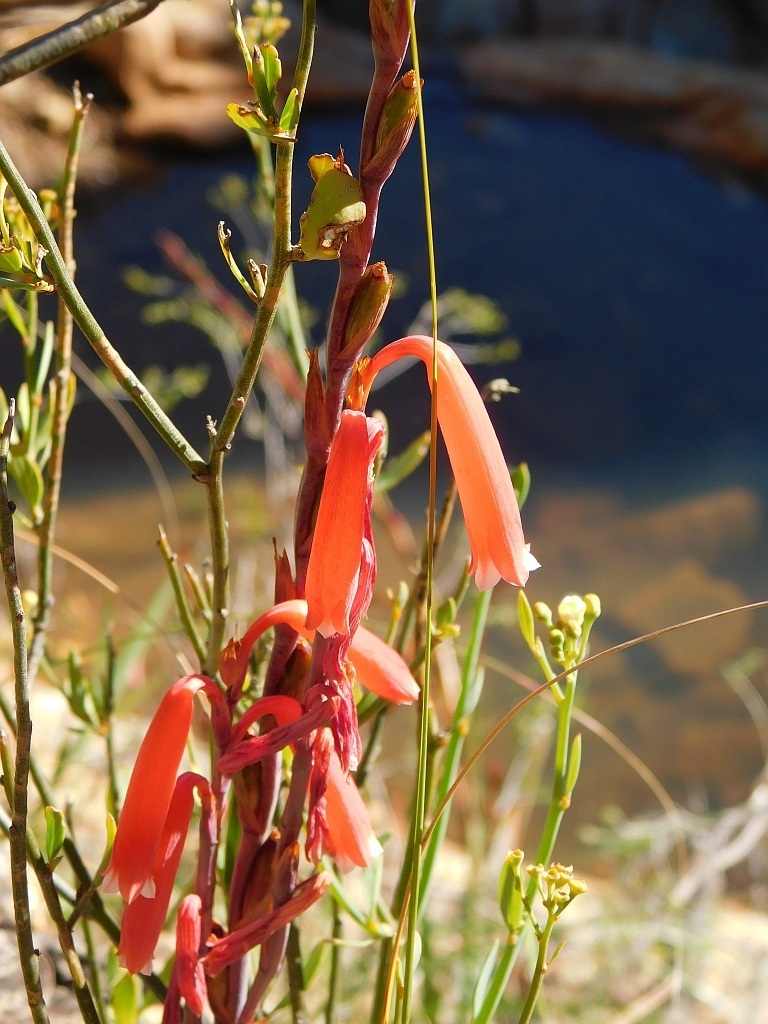 Renoster Watsonia from Greyton, 7233, South Africa on September 28 ...