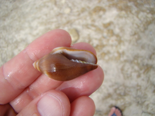 Mitra fastigium · iNaturalist