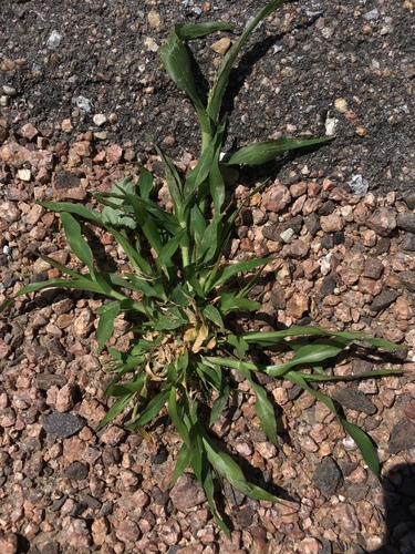 Tropical Finger-grass (Nash Prairie Plants List) · iNaturalist
