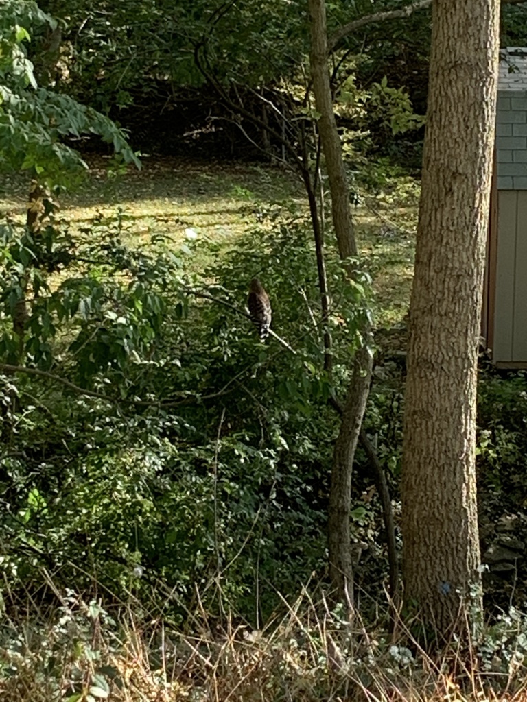 Red-shouldered Hawk from Medick Way, Worthington, OH, US on October 07 ...