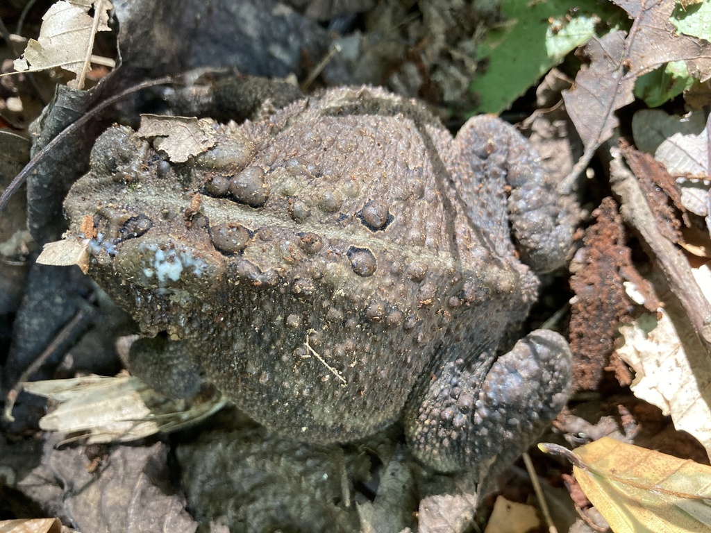 American Toad from Park Heights Ave, Owings Mills, MD, US on October 07 ...