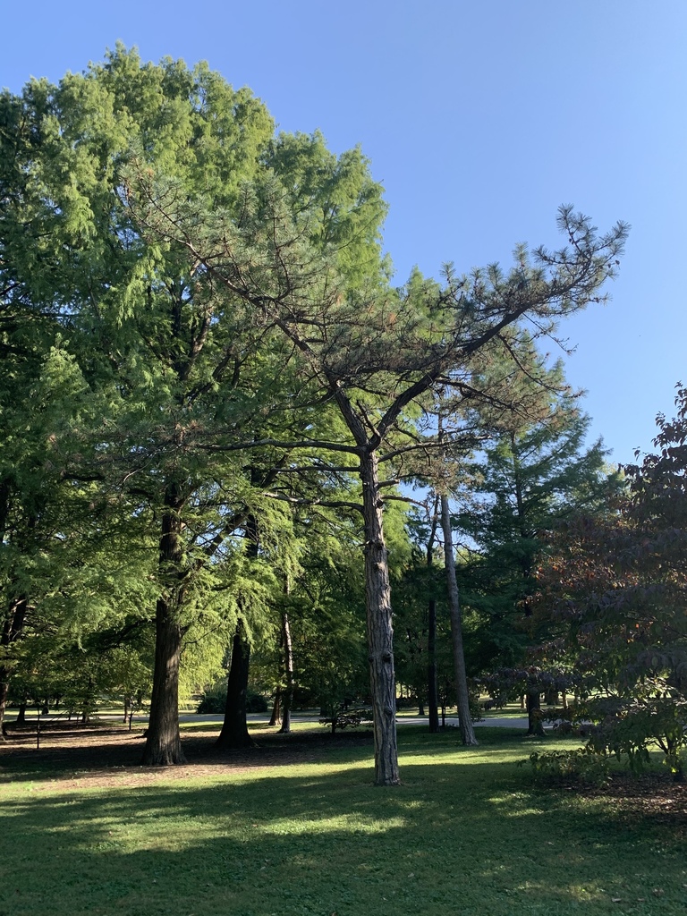 hard pines from Tower Grove Park, St. Louis, MO, US on October 07, 2020 ...