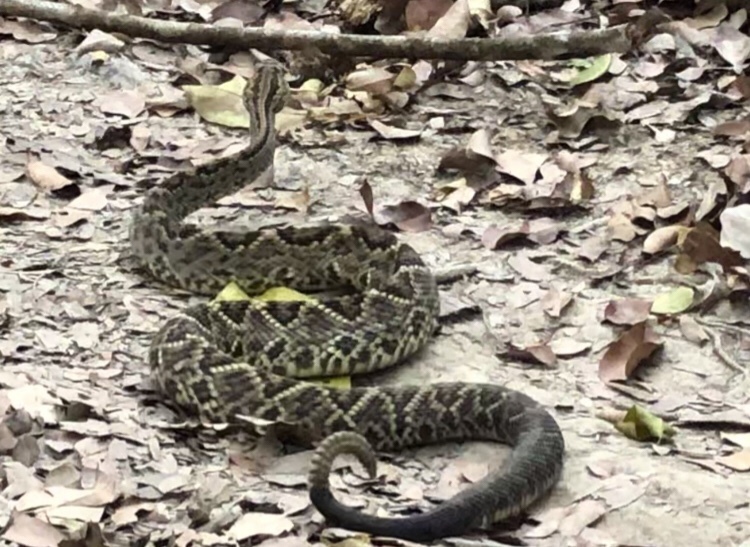 Venezuelan rattlesnake from Puerto Carreño, Vichada, CO on May 2, 2019 ...