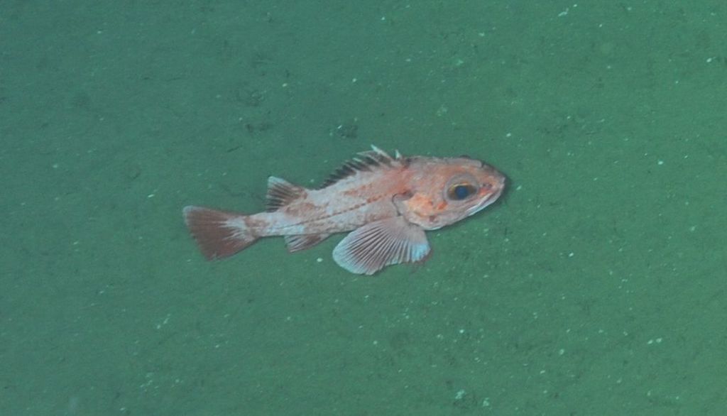 Shortspine Thornyhead in September 2013 by Jackson W.F. Chu. ROV ROPOS ...