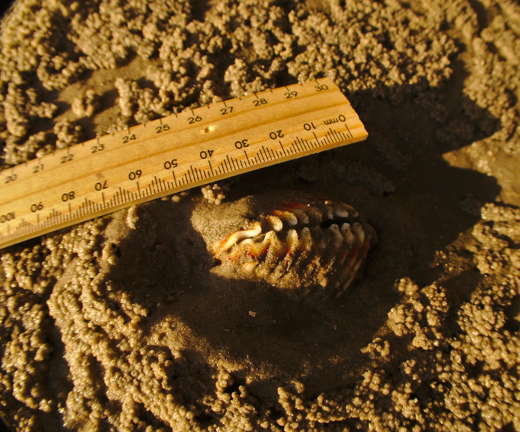 Cockles from Dunwich, Queensland, Australia on October 5, 2020 at 04:54 ...