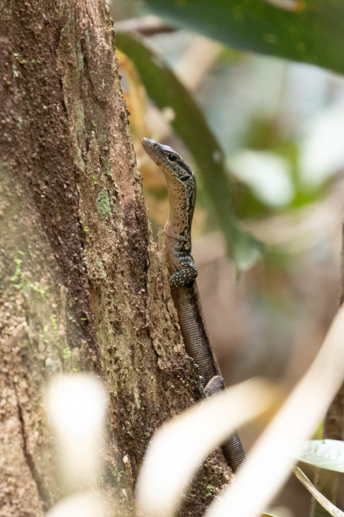 Banded Tree Monitor from Malanda QLD 4885, Australia on February 3 ...