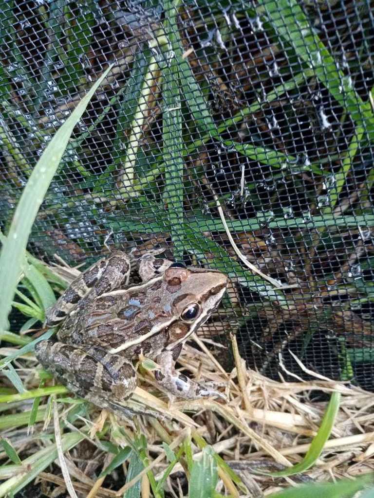 Transverse Volcanic Leopard Frog from Salamanca, Gto., México on ...