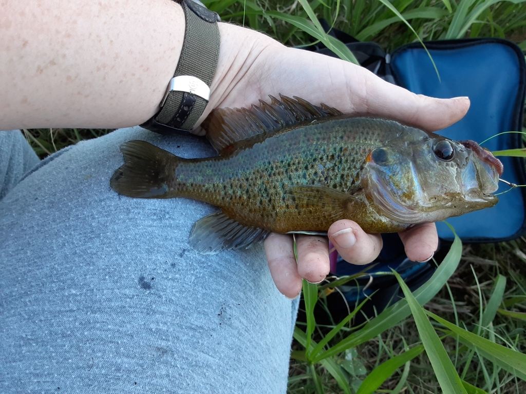 Warmouth from Longview, TX 75601, USA on October 7, 2020 at 04:55 PM by ...