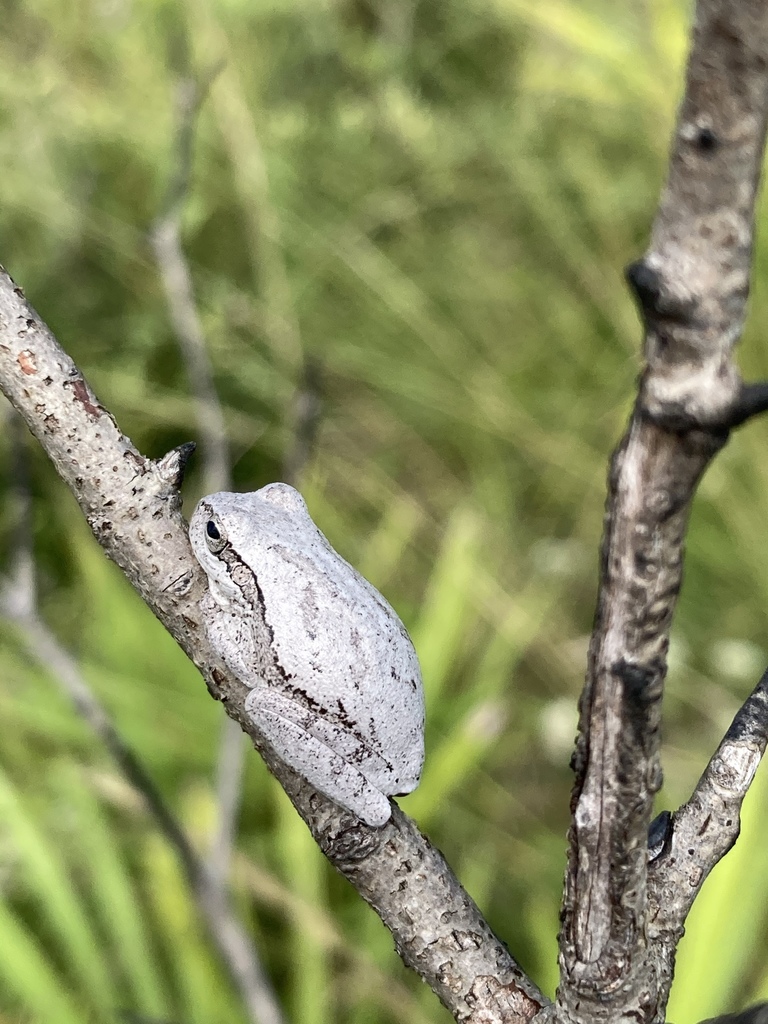 Pine Woods Tree Frog from Sebring, FL, US on October 06, 2020 at 11:00 ...
